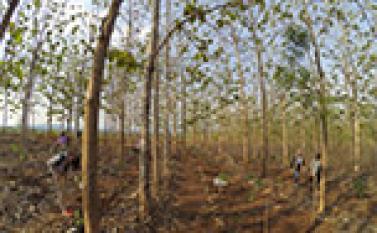 Paliyan Wildlife Sanctuary | MSIG Hongkong